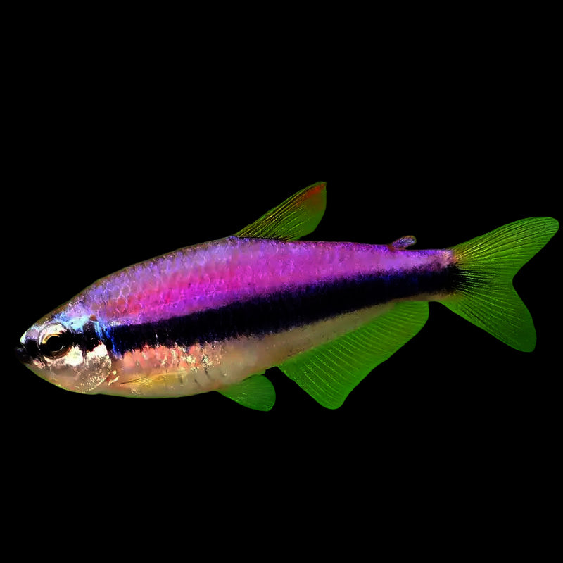 Royal Tetra (Blue Emperor) – Tropical Fish Imports