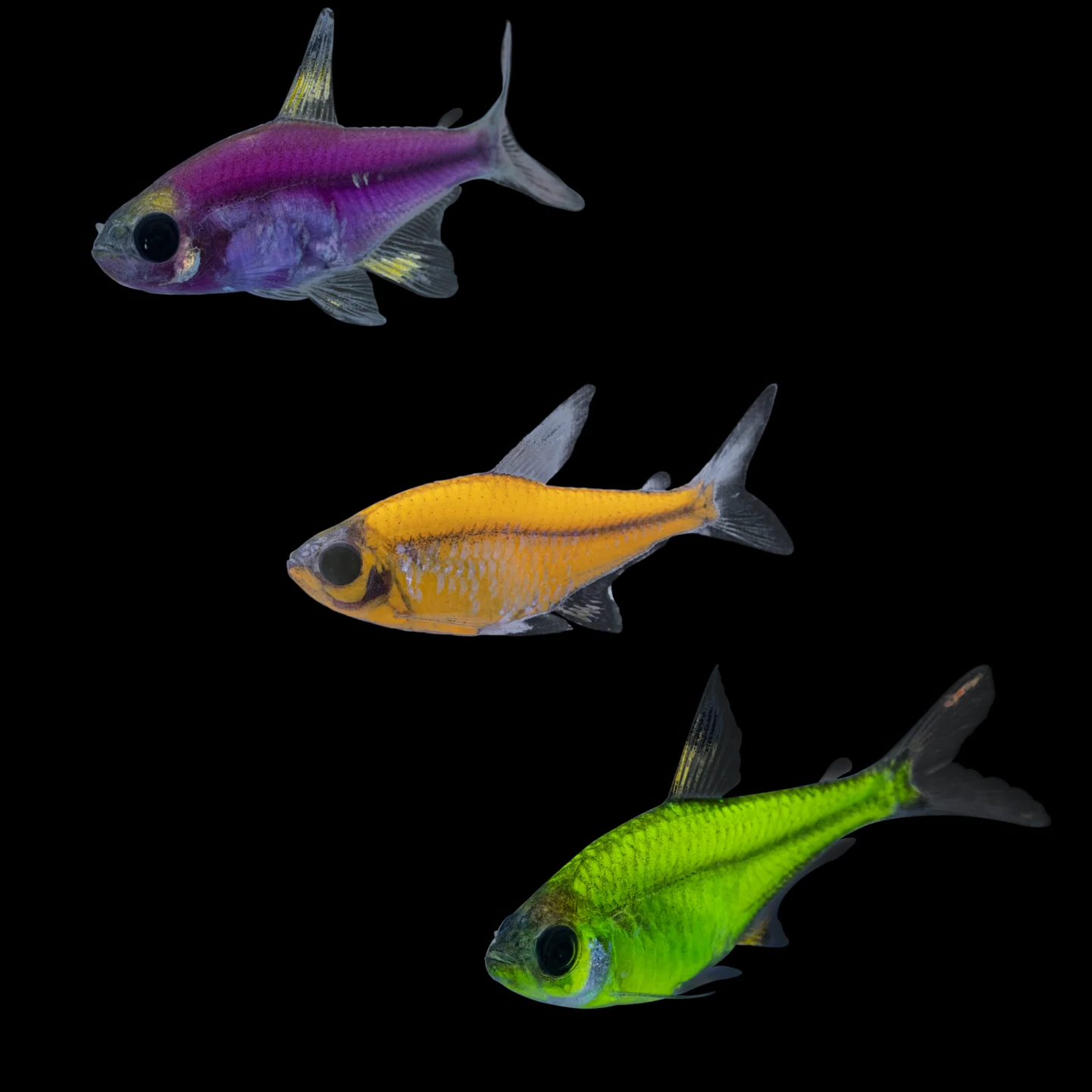 Assorted Glo Pristella Tetra – Tropical Fish Imports