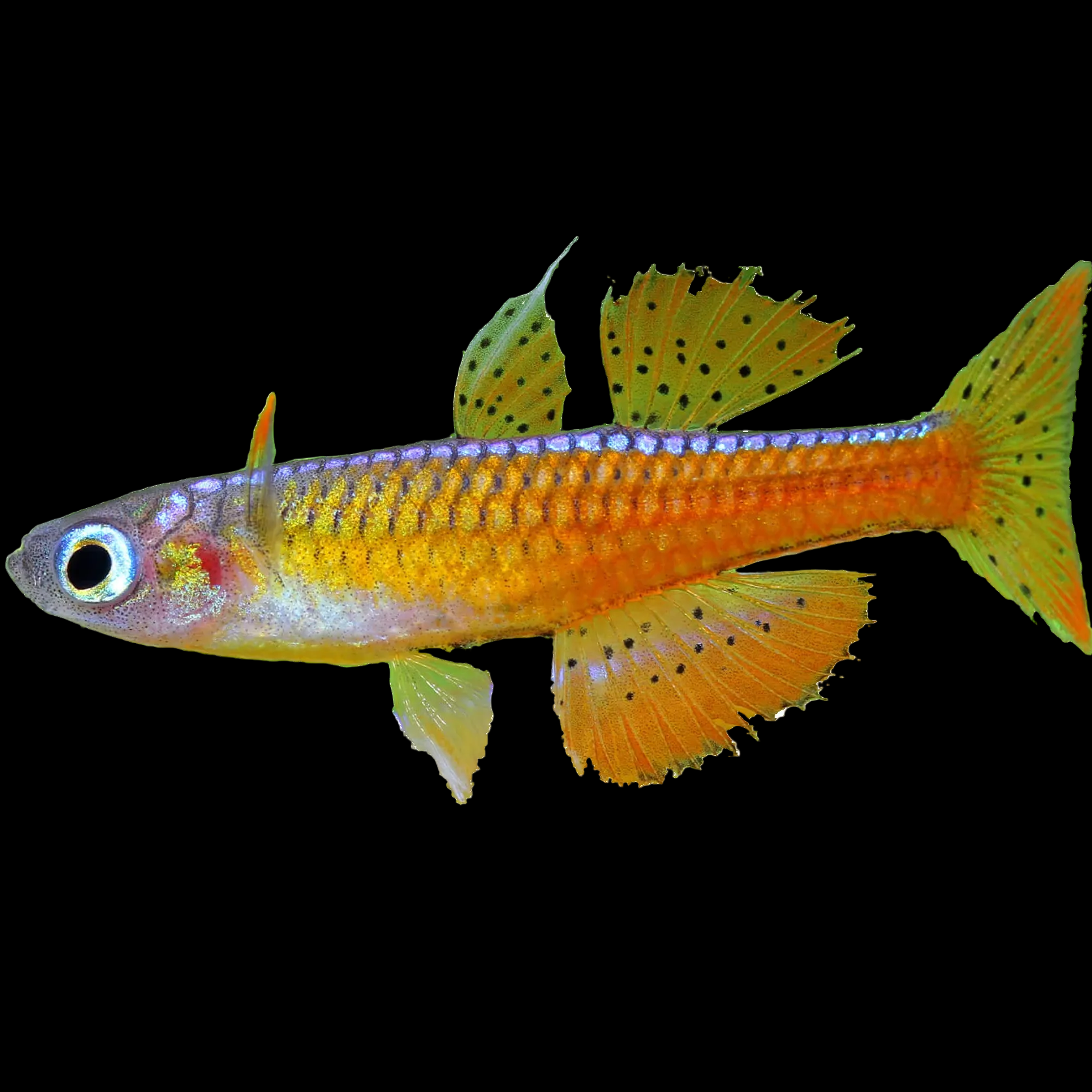 Paskai Rainbowfish – Tropical Fish Imports